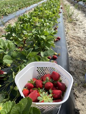 MIKE’S FARM & COUNTRY STORE - Updated May 2026 - 252 Photos & 190 ...