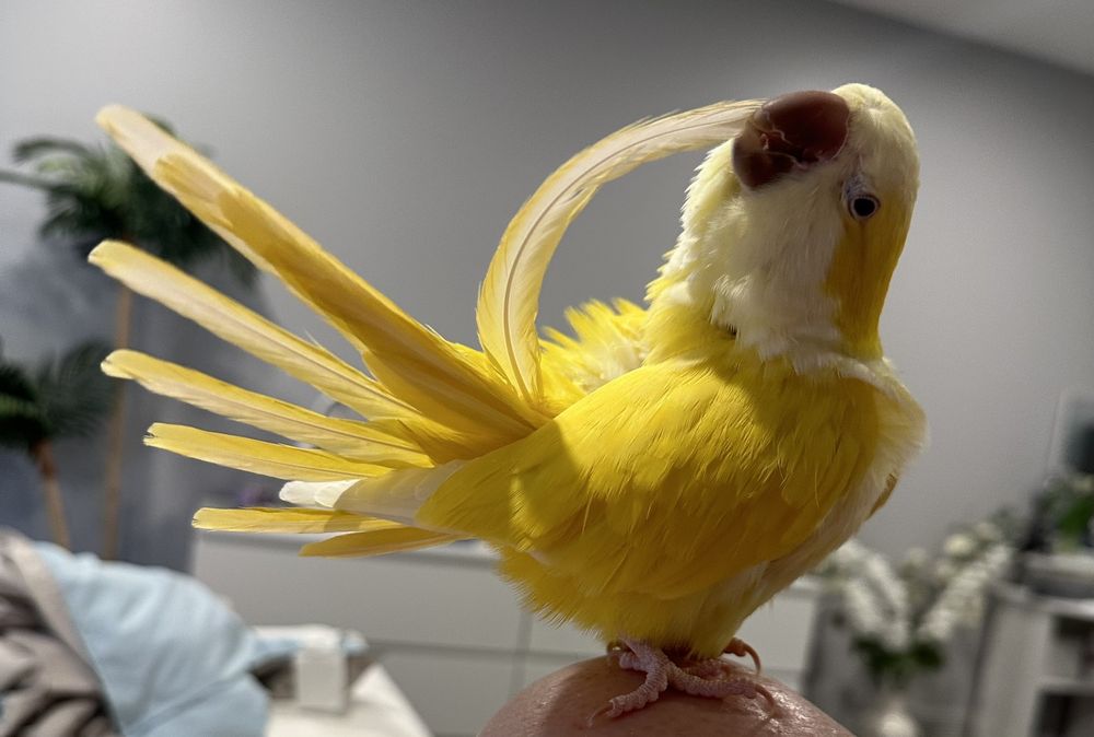 Niles Animal Hospital & Bird Medical Center at Samantha Brabyn blog