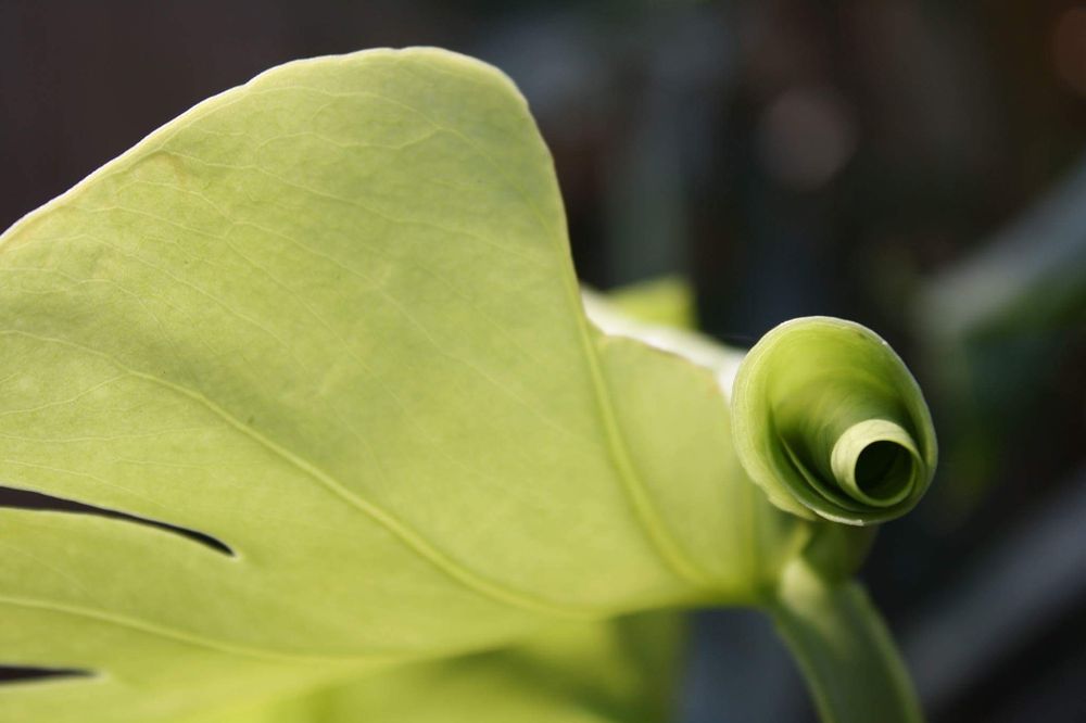 UNDULATIONS BODYWORK - 7326 15th Ave NW, Seattle, WA - Yelp