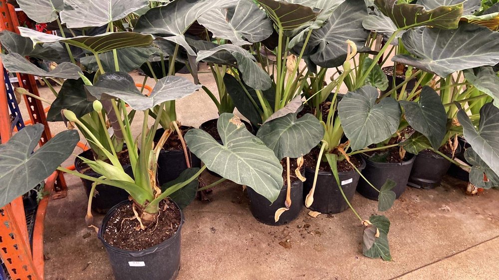 JUNGLE OF NILES OUTLET - 48 Photos & 38 Reviews - 9000 W Golf Rd, Niles ...