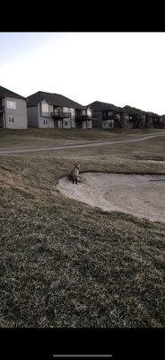 FALCON VALLEY GOLF COURSE - Updated October 2025 - 11 Reviews - 9801 ...