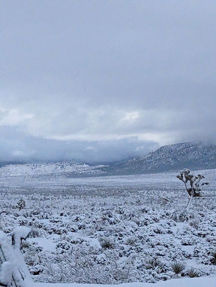 ARIZONA’S JOSHUA TREE FOREST - Updated December 2025 - 15 Photos ...