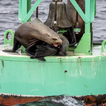 PUGET SOUND EXPRESS - Updated August 2024 - 162 Photos & 70 Reviews ...