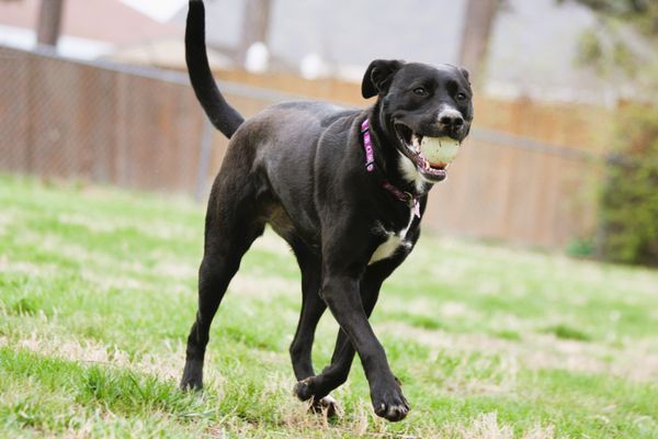COUNTRY LANE KENNELS - Updated June 2026 - 27 Photos & 17 Reviews ...