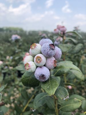 BLUEBERRY BUNCH FARM - Updated April 2024 - 82 Photos & 21 Reviews ...