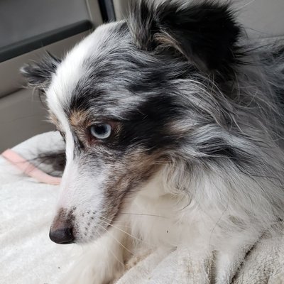 SPAY NOW ANIMAL SURGERY CLINIC - Updated January 2026 - 69 Photos & 153 ...