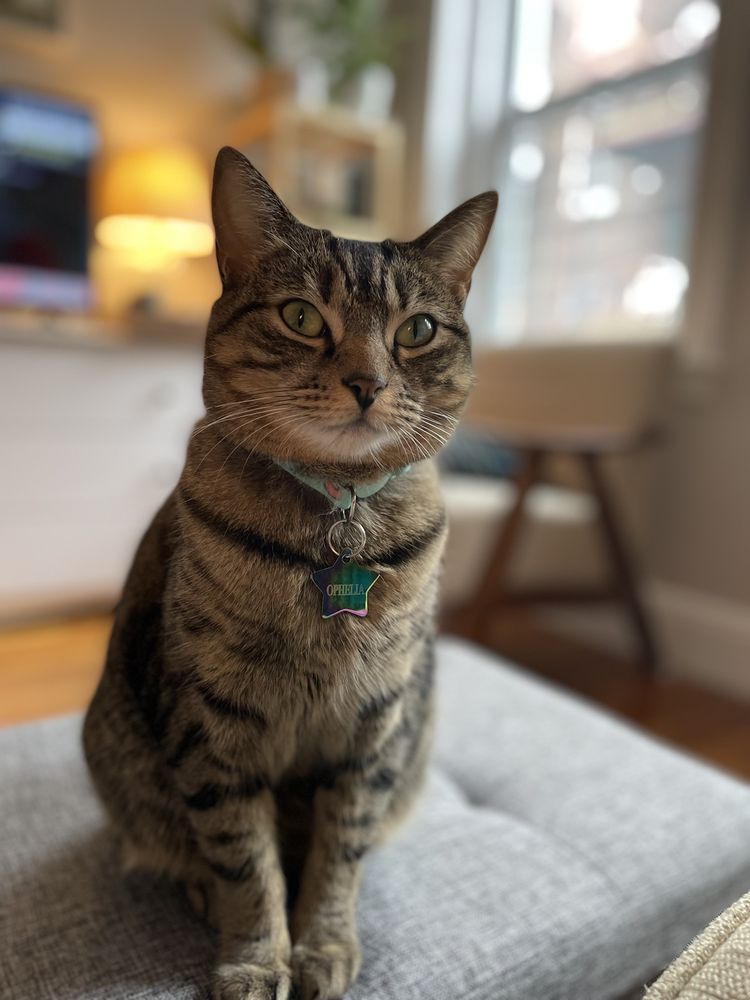 GUARDIAN ANGELS CAT RESCUE - Updated September 2025 - Wayland ...