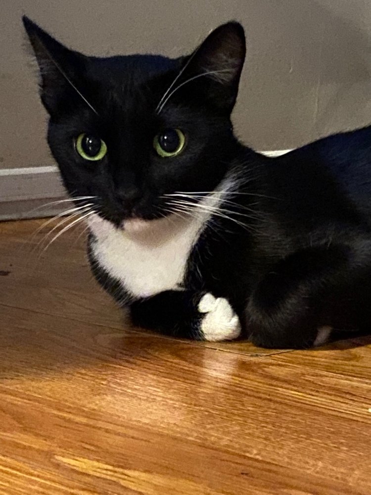 LA ANIMAL SERVICES - Updated February 2025 - 119 Photos & 252 Reviews ...