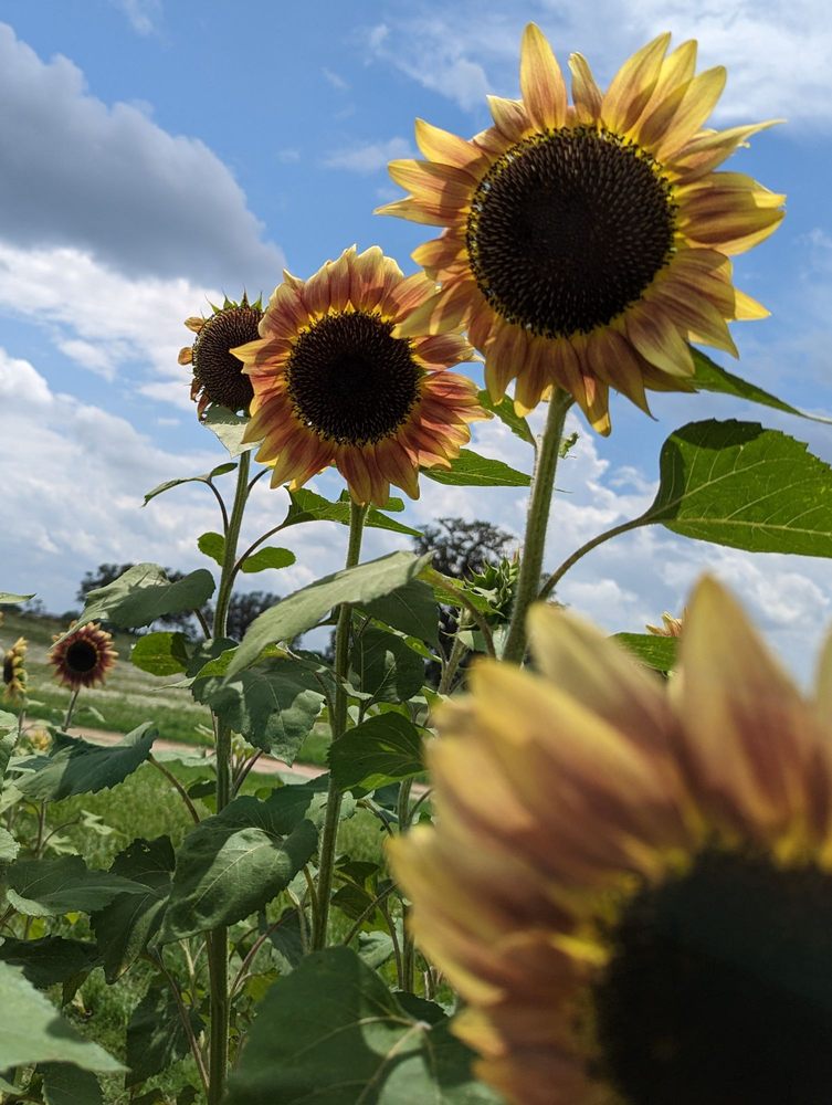 ROCKBERRY RANCH - Updated May 2025 - 154 Photos & 21 Reviews - 995W ...