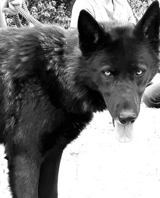 WOLF CONNECTION - Updated December 2025 - 53 Photos & 20 Reviews ...