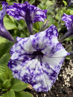 CASCADE GREENHOUSE - Updated December 2025 - 87 Photos & 30 Reviews ...