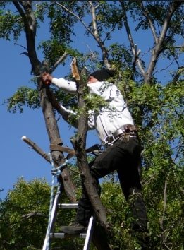 TREE SERVICE CALGARY - Updated December 2025 - 25 Photos - 538 ...