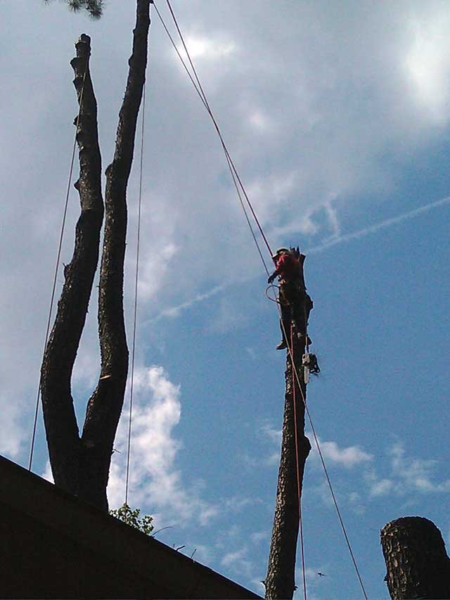 ARBOL TREE SERVICE - Updated May 2025 - 15 Photos - Raleigh, North ...