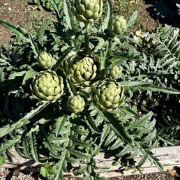 COYOTE’S COFFEE DEN - Updated July 2025 - 209 Photos & 183 Reviews ...