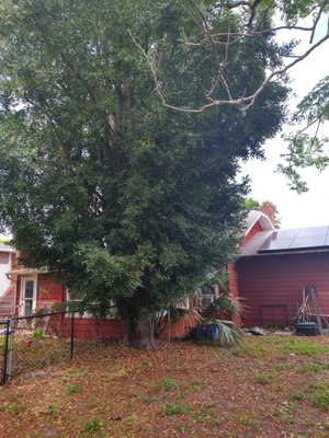 TRU TREE SERVICE - Updated December 2025 - 39 Photos & 12 Reviews ...