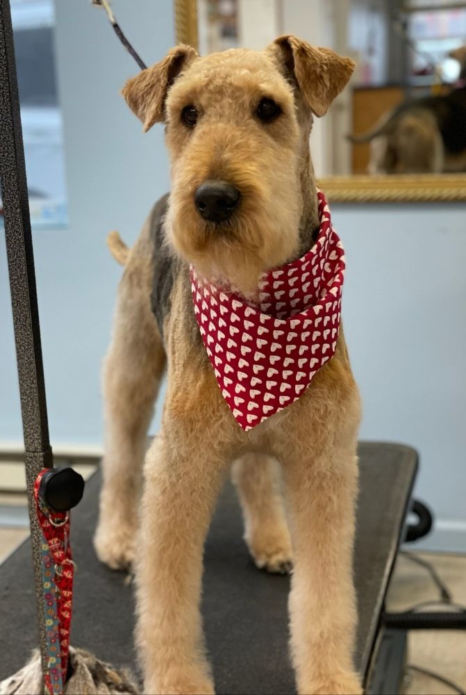 ALL BREED GROOMING CORNER - Updated December 2025 - 17 Photos & 11 ...