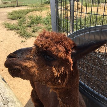 FORT CHISWELL ANIMAL PARK - Updated August 2025 - 81 Photos & 24 ...