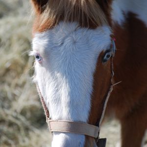 FUNKY MONKEY RANCH - Updated December 2025 - 57 Photos - 4965 Oak Grove ...