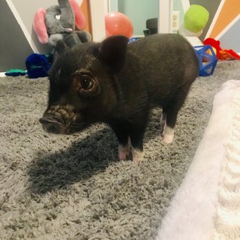 AZ MICRO MINI PIGS - Updated January 2026 - 258 Photos & 13 Verified ...