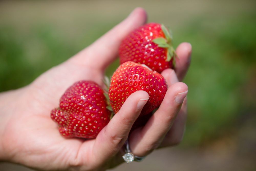 LEE TURKEY FARM - 80 Photos & 71 Reviews - 201 Hickory Corner Rd, East ...