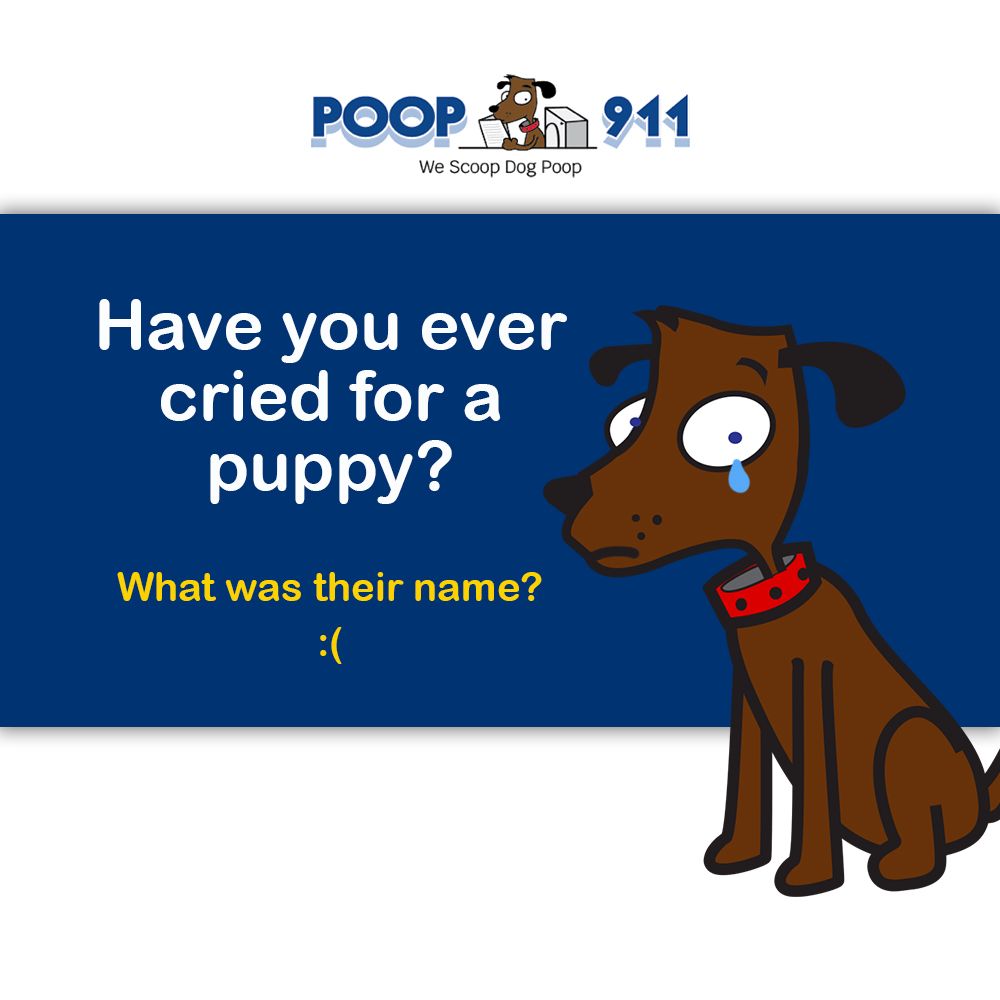 POOP 911 - Updated October 2024 - 10 Photos - Daytona Beach, Florida ...