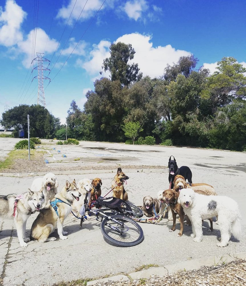 PAWSITIVE DOGS - Updated December 2025 - 65 Photos & 43 Reviews - Menlo ...