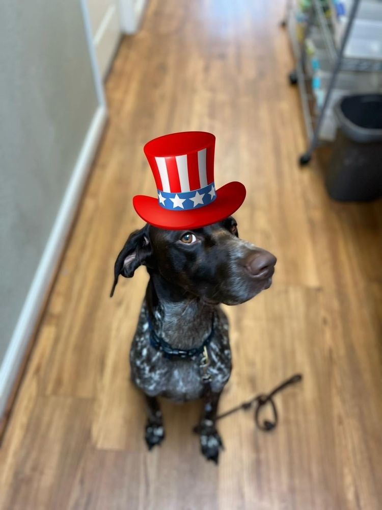 DOG GONE SMART - Updated August 2025 - 29 Photos & 49 Reviews - 15 ...