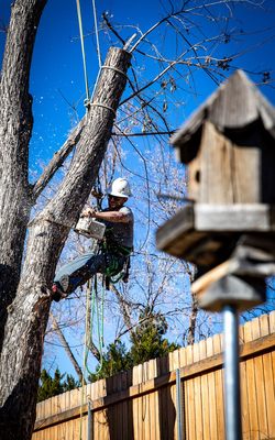 KING TREE SERVICE - 61 Photos & 20 Reviews - 4795 Mark Dabling Blvd ...