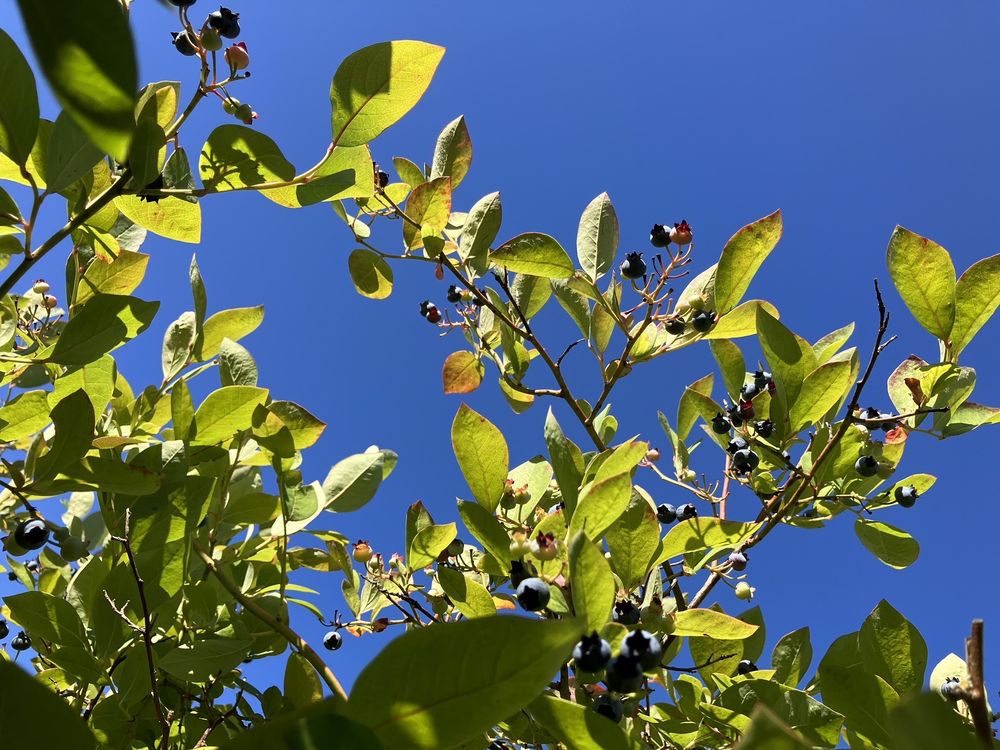 CHARLOTTE’S BLUEBERRY PARK - Updated July 2024 - 60 Photos & 19 Reviews ...