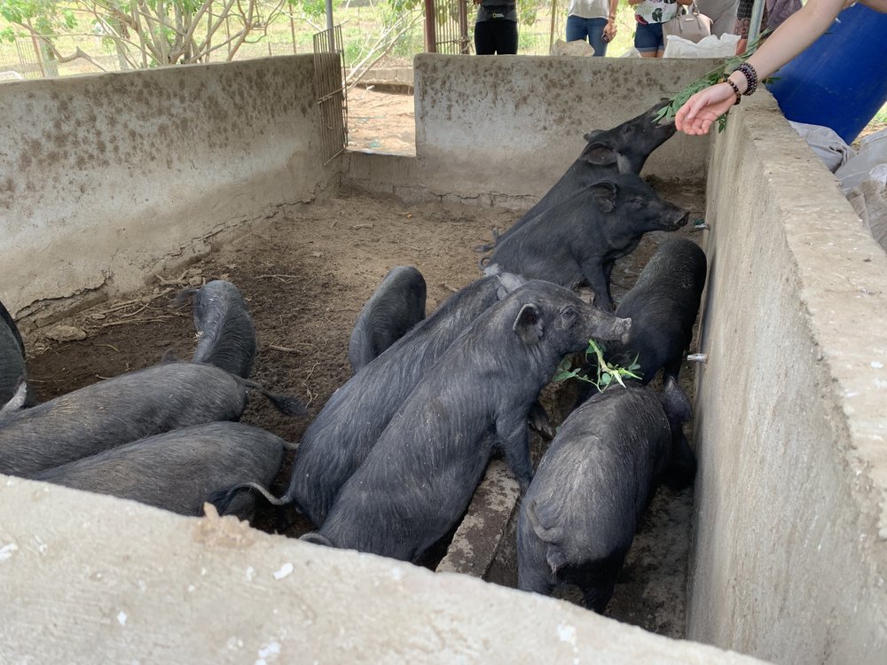 KAHARAIM FARMS - Updated February 2025 - Lipa-Ibaan Road, Lipa ...