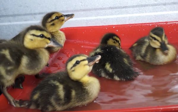 RUTH MELICHAR BIRD CENTER - ANIMALS IN DISTRESS ASSOCIATION - Updated ...