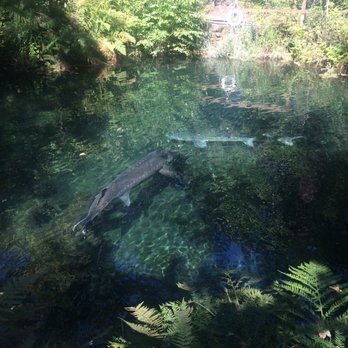 BONNEVILLE DAM FISH HATCHERY - Updated July 2025 - 490 Photos & 117 ...
