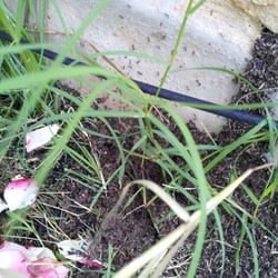 MAGIC PEST AND LAWN - 37 Photos & 538 Reviews - 432 Celery Lp, Austin ...