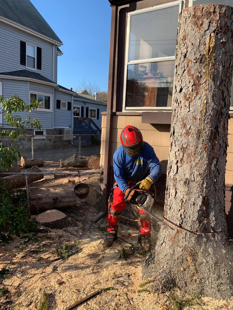 NIZ TREE SERVICES - Updated October 2025 - 12 Photos - Salem, New ...