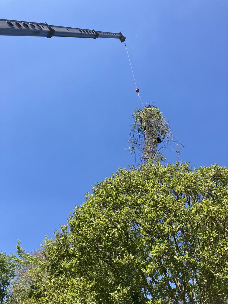 CLIMBING CLAIR TREE SERVICE - Decatur, Georgia - Tree Services - Phone ...