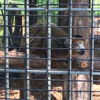 DUKE UNIVERSITY LEMUR CENTER - Updated September 2025 - 384 Photos & 84 ...