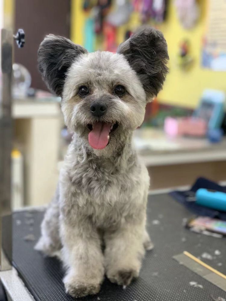 HAPPY DOG GROOMING - 92 Photos & 37 Reviews - Pet Groomers - 2230 S ...