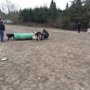SILVERDALE DOG PARK - 28 Photos & 20 Reviews - 11601 Silverdale Way NW ...