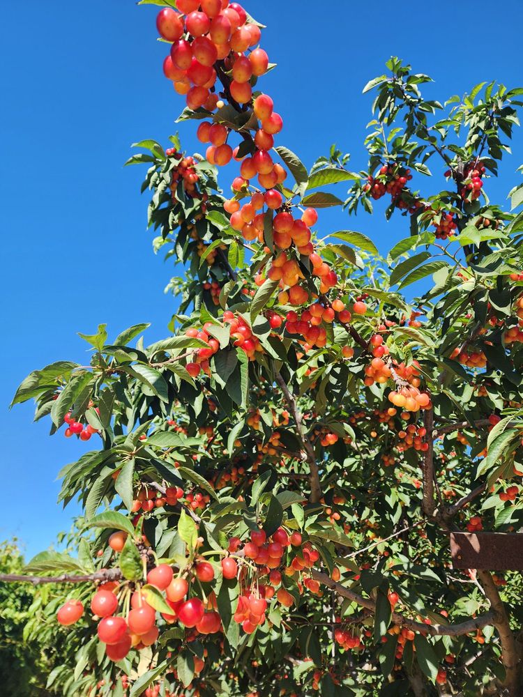 ALPINE BLUE FARMS - Updated May 2025 - 88 Photos & 18 Reviews - 7490 E ...