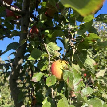 WEBER’S PEACHBERRY FARM - Updated April 2026 - 77 Photos & 22 Reviews ...