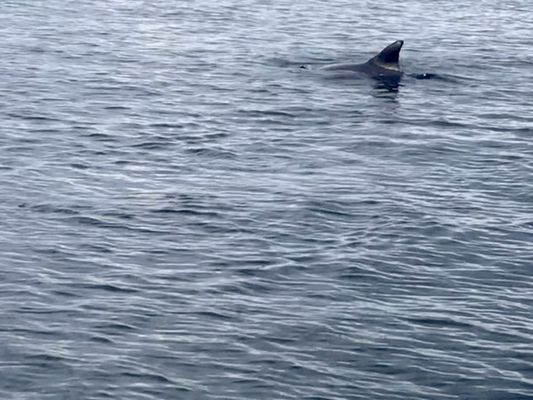 SHELL ISLAND SHUTTLE - 27 Photos & 31 Reviews - 4607 State Park Ln ...