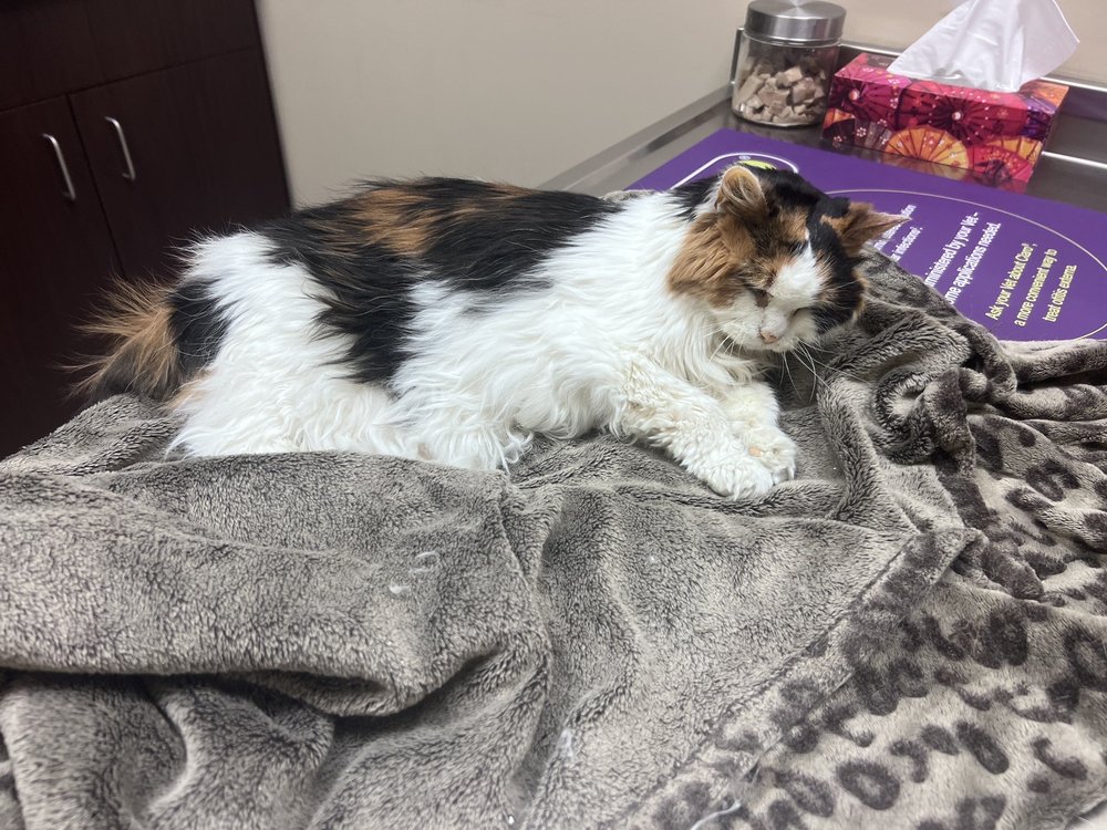 MERCY ANIMAL HOSPITAL - Updated December 2025 - 17 Reviews - 15825 97 ...