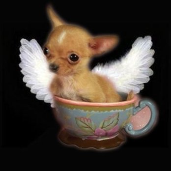 LOMA LINDA ANIMAL HOSPITAL - Updated October 2025 - 256 Photos & 892 ...