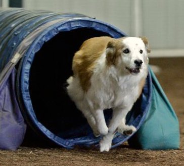 CANINE CORRAL - Updated January 2026 - 17 Photos & 14 Reviews - 335 S ...