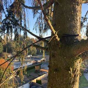 TREE133 - Updated January 2025 - 14 Photos & 27 Reviews - 12408 17th ...