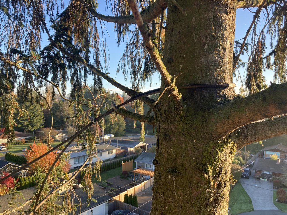 TAPROOT TREE CARE - Updated July 2025 - 43 Photos & 50 Reviews ...