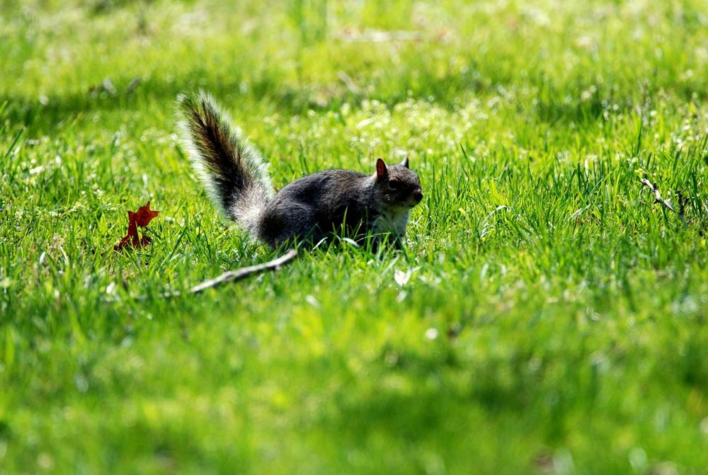 PEST ANIMAL REMOVAL CHATTANOOGA - Updated April 2024 - Request a Quote ...