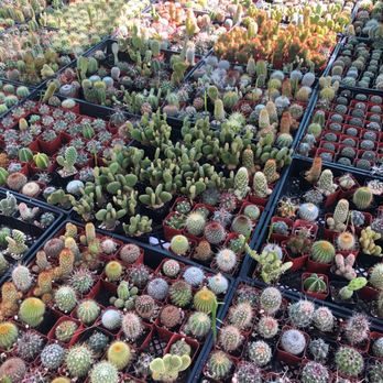 CALIFORNIA CACTUS RANCH - 319 Photos & 84 Reviews - 19420 Saticoy St ...