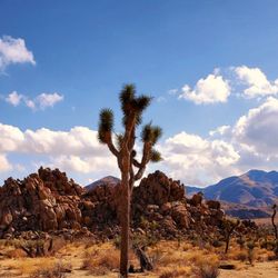 THE 10 BEST Things to Do in Elmore Desert Ranch, CA - 2026 - Yelp