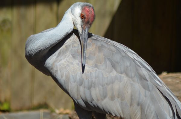 BRANDYWINE ZOO - 114 Photos & 54 Reviews - 1001 N Park Dr, Wilmington ...